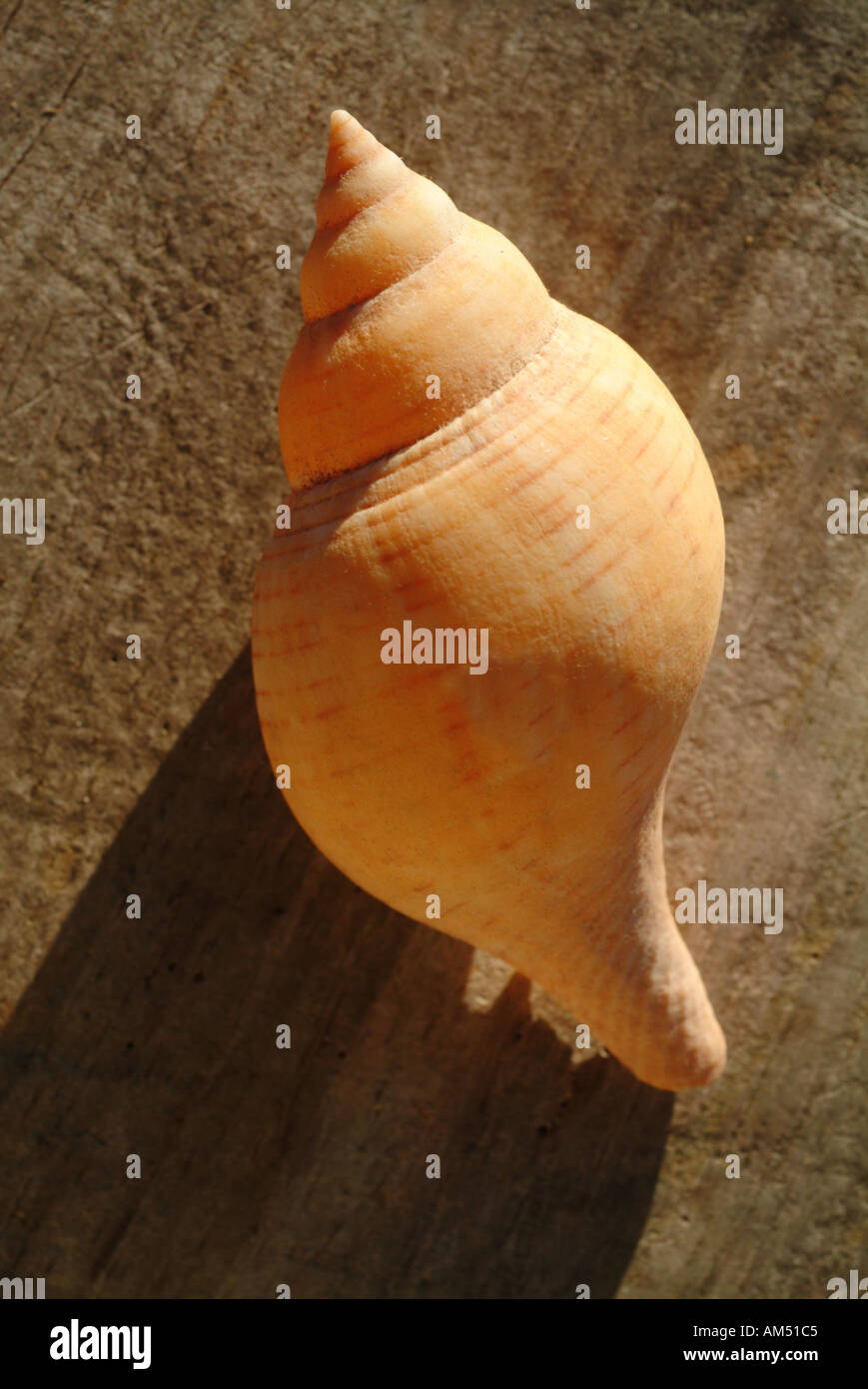 Shell point hi-res stock photography and images - Alamy