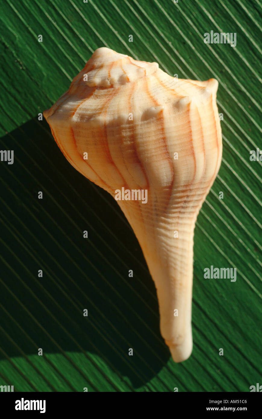 Shell point hi-res stock photography and images - Alamy