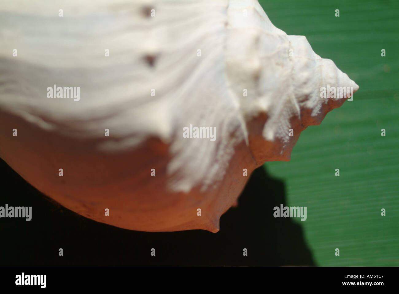 Shell point hi-res stock photography and images - Alamy