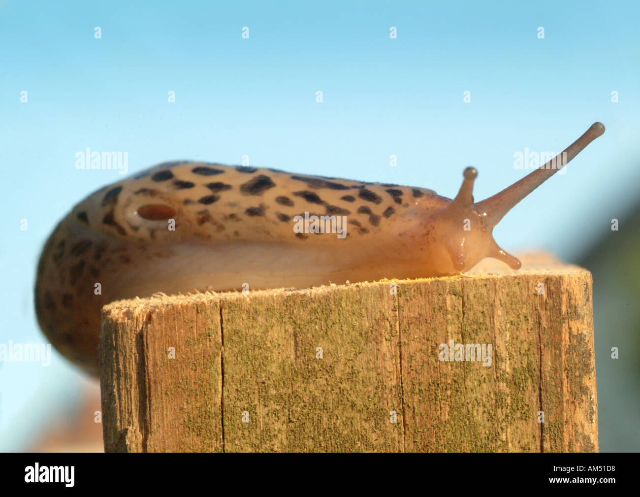 Gray slug hi-res stock photography and images - Alamy