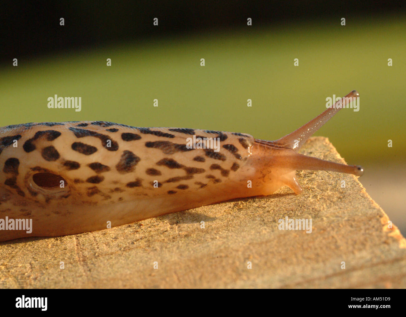 Spotted garden slug hi-res stock photography and images - Alamy