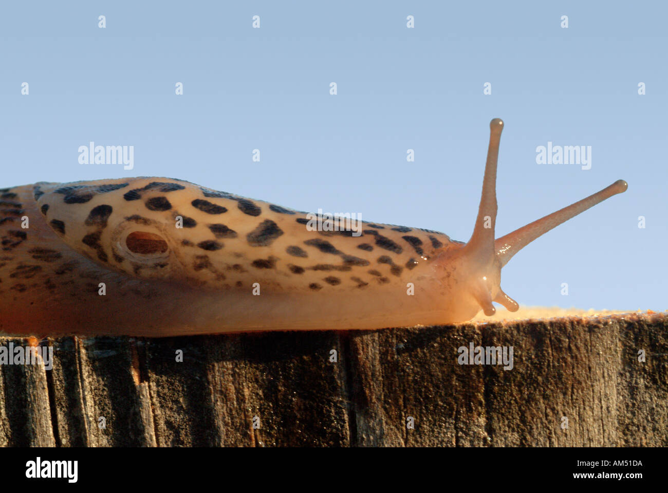 spotted or Great Gray slug Stock Photo - Alamy