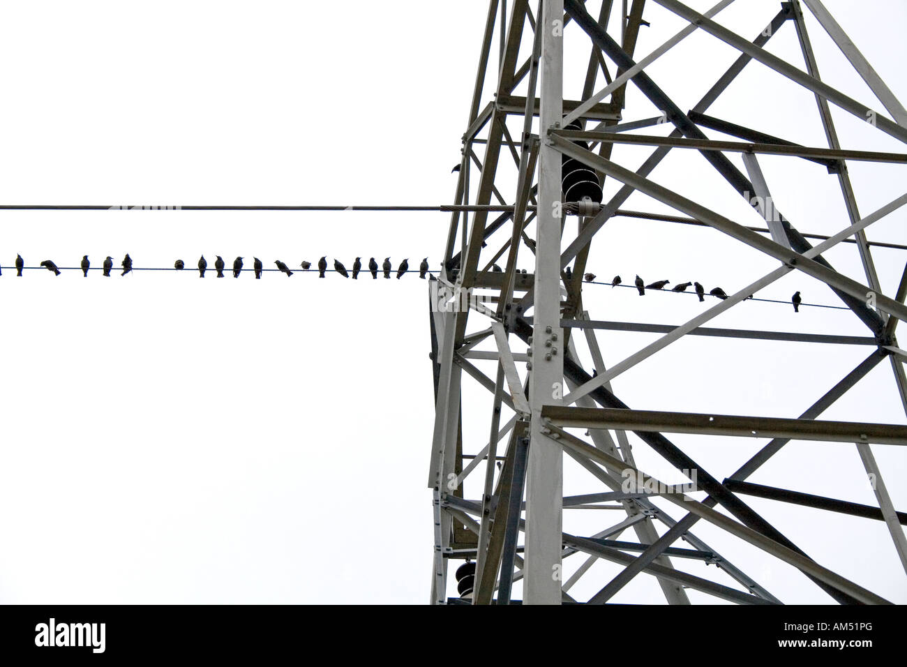 Birds on electric power lines by a tower Stock Photo - Alamy