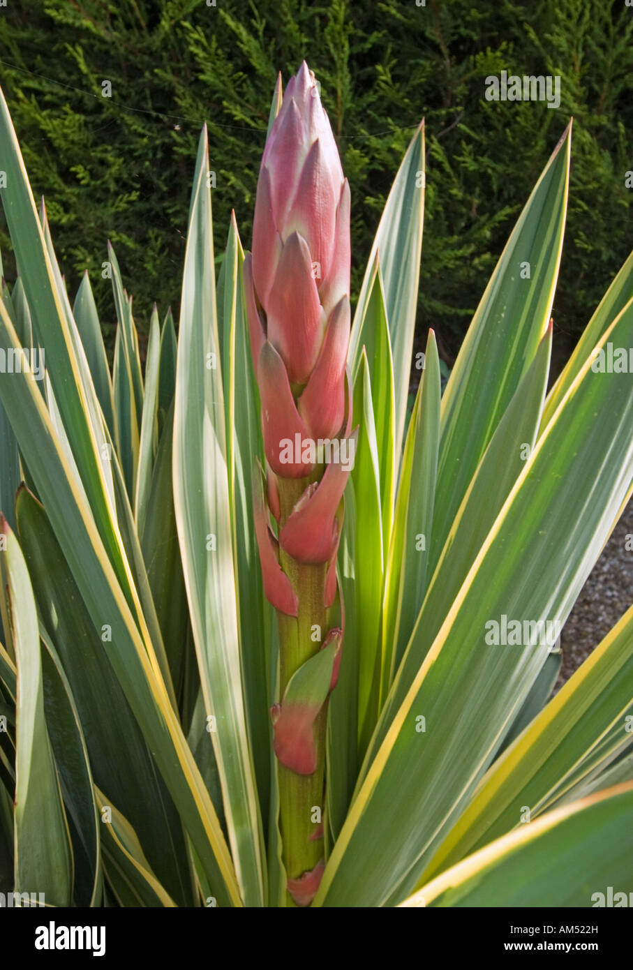 Yukka plant about to bloom Garden Stock Photo - Alamy