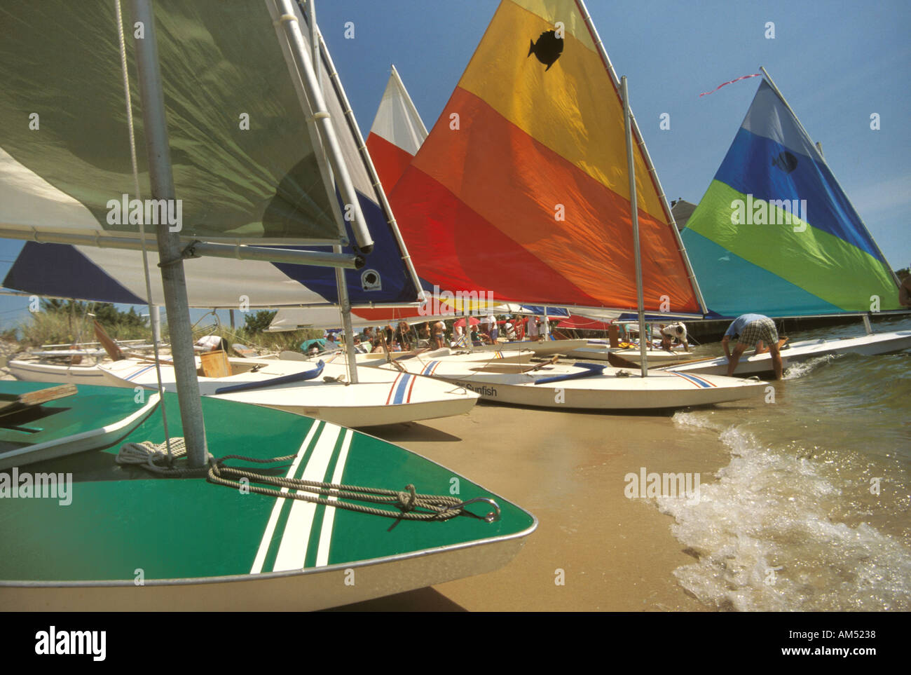 Sunfish Sailboat Logo