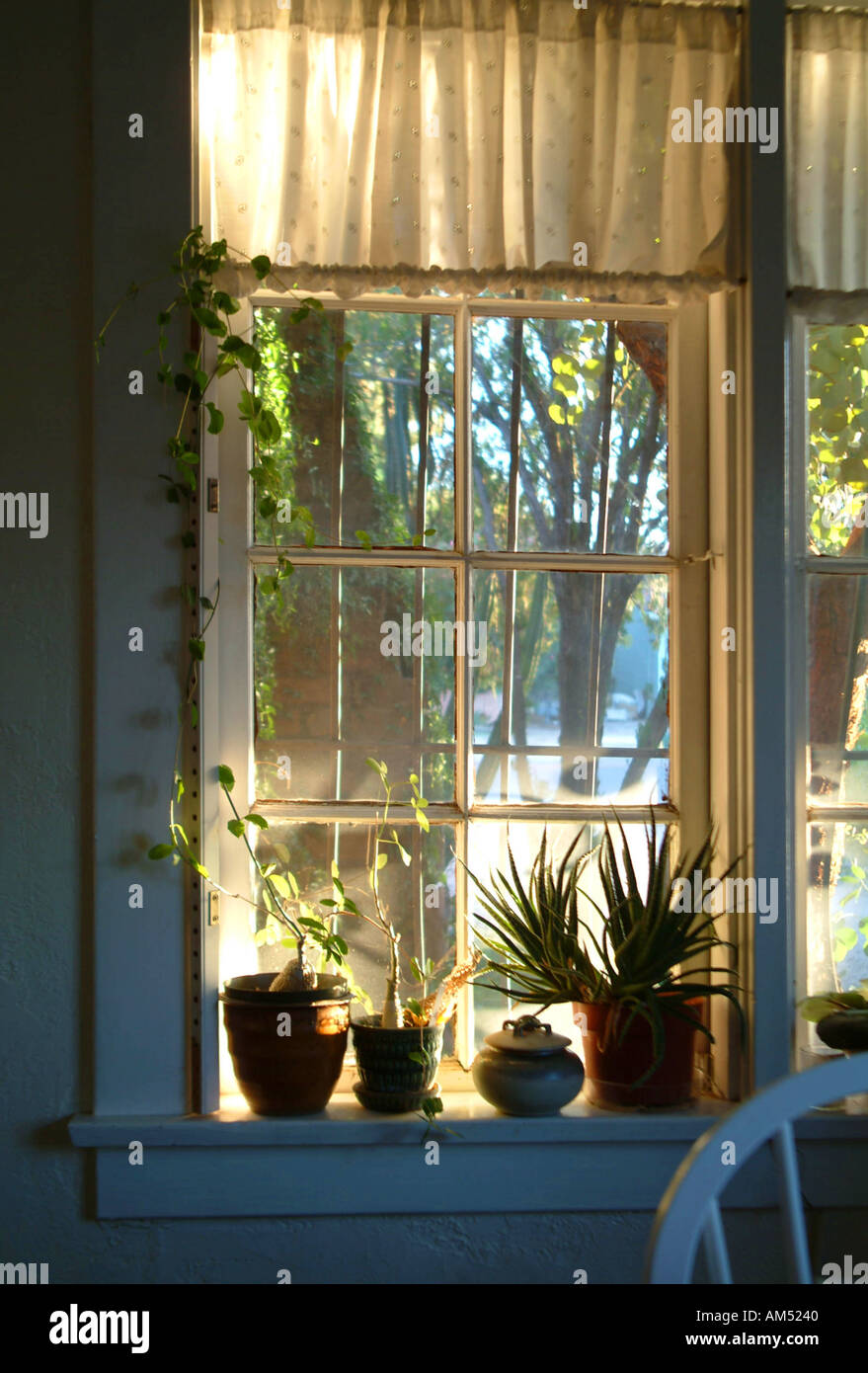 sunny home window with plants on the sill Stock Photo - Alamy