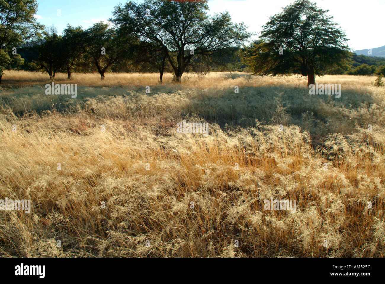Trees at the field edge hi-res stock photography and images - Alamy