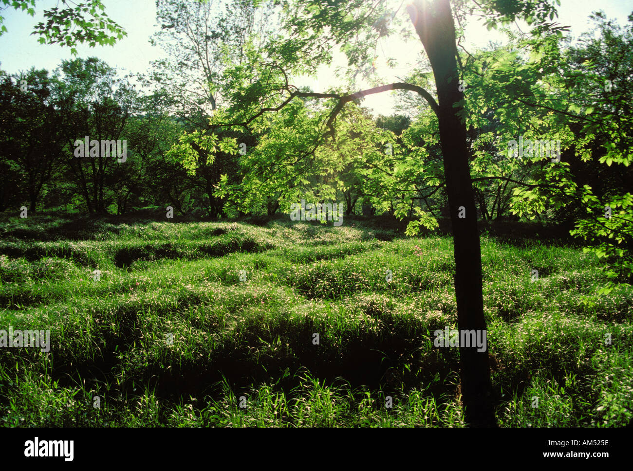 field of tall grass and trees Stock Photo - Alamy