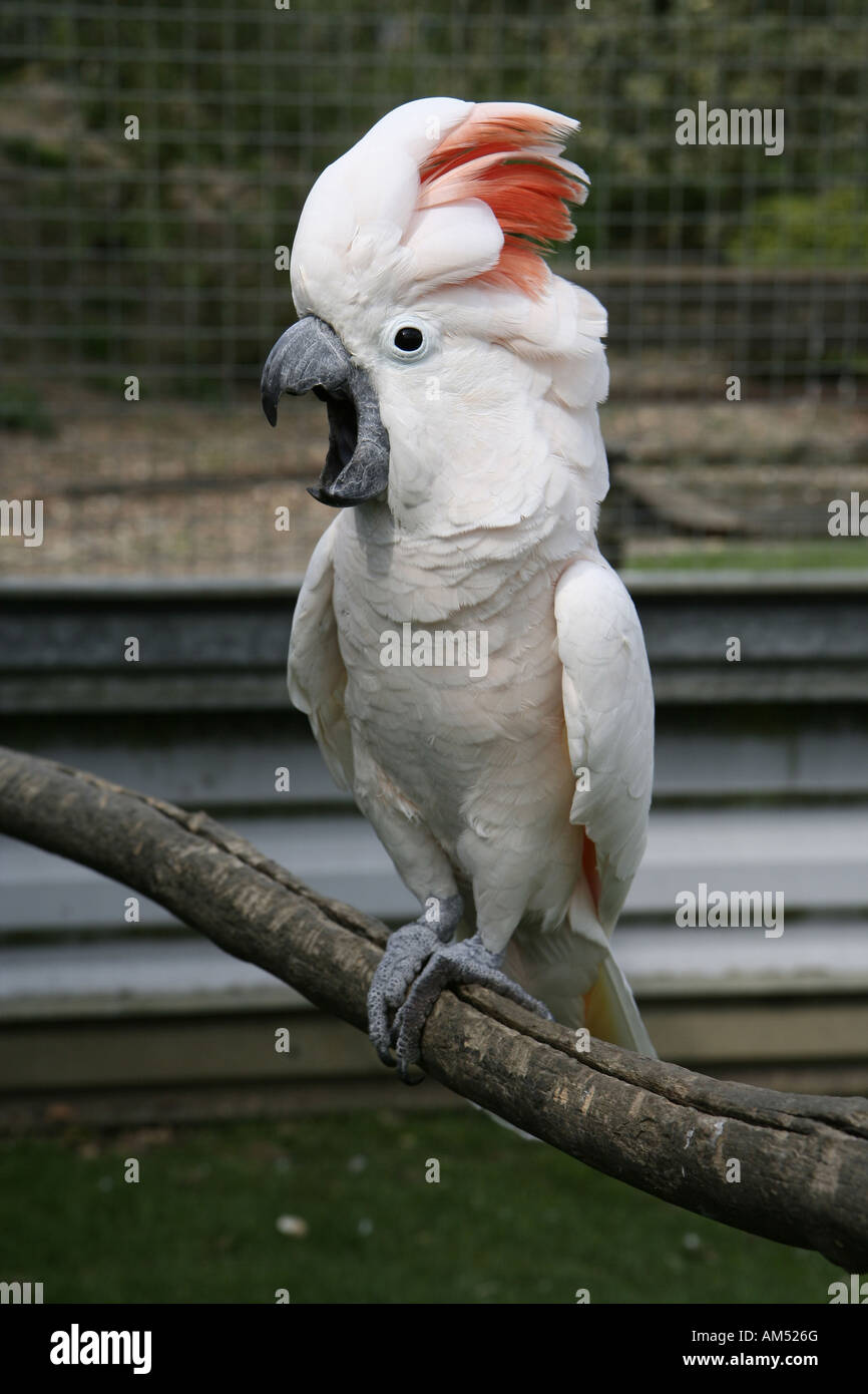 Moluccan Cockatoos