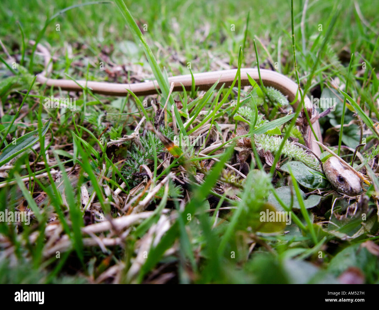 Snake thing hi-res stock photography and images - Alamy