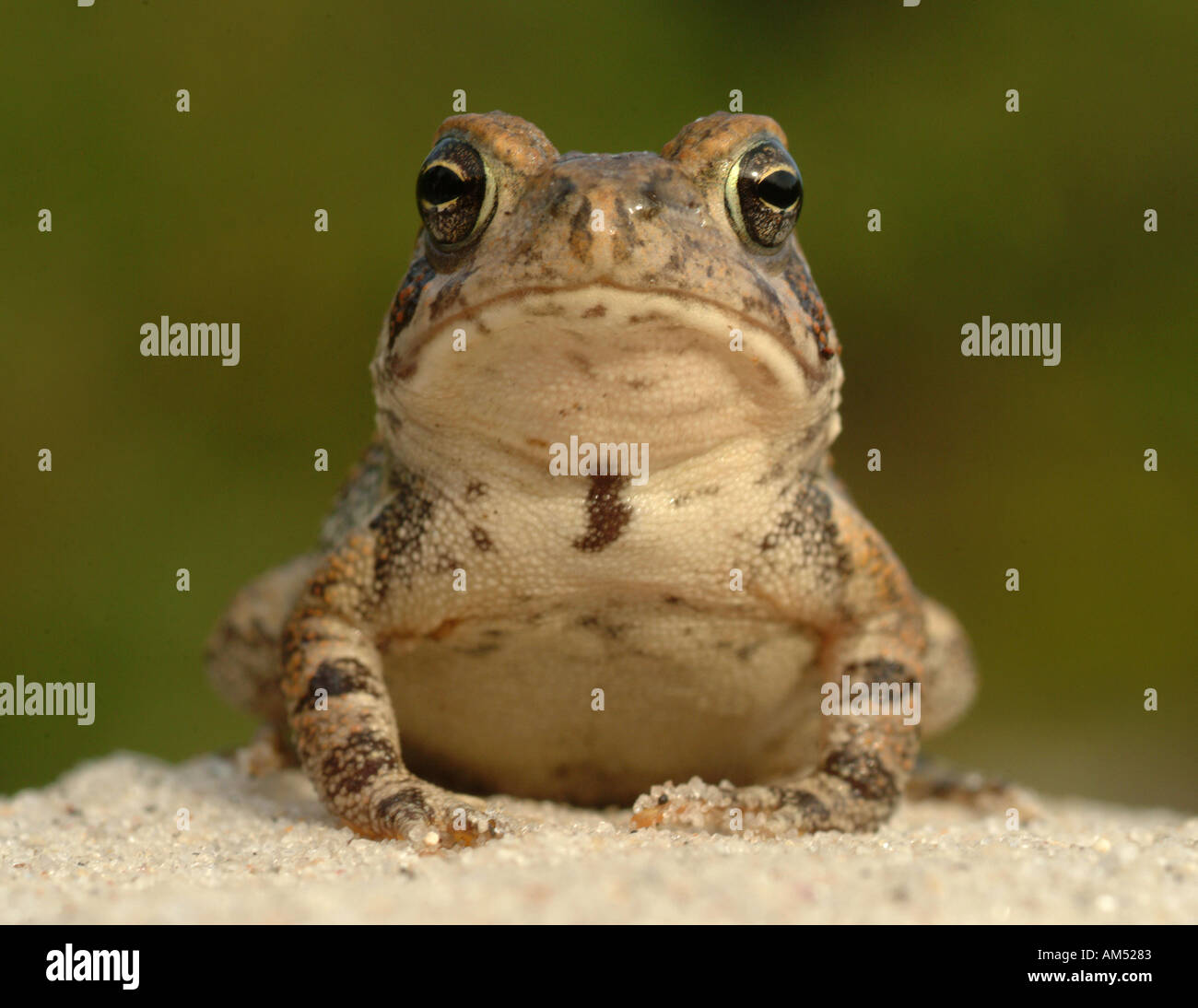 Eastern American toad sitting on sand Stock Photo - Alamy