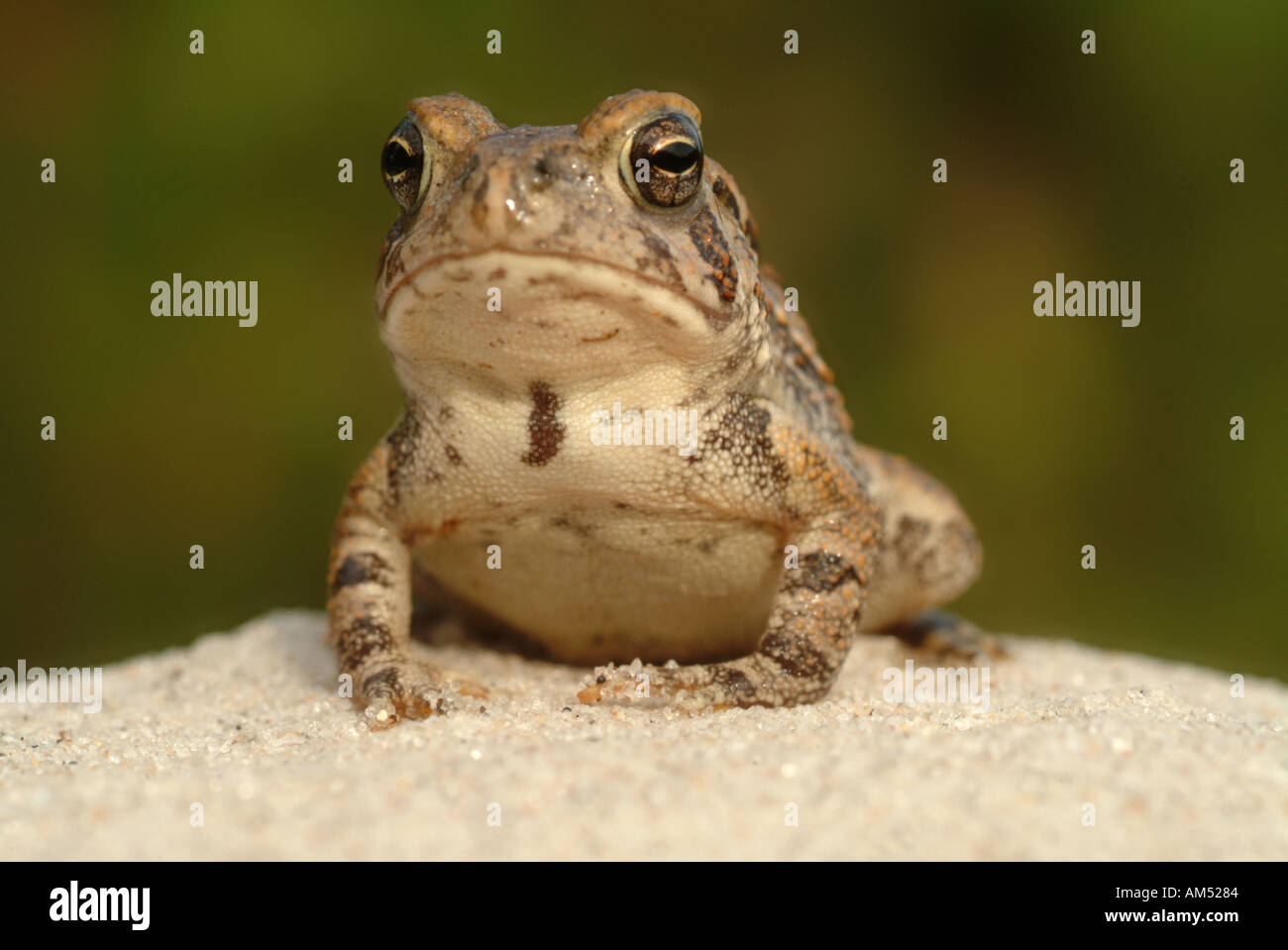 Eastern American toad sitting on sand. Bufo americanus Stock Photo - Alamy