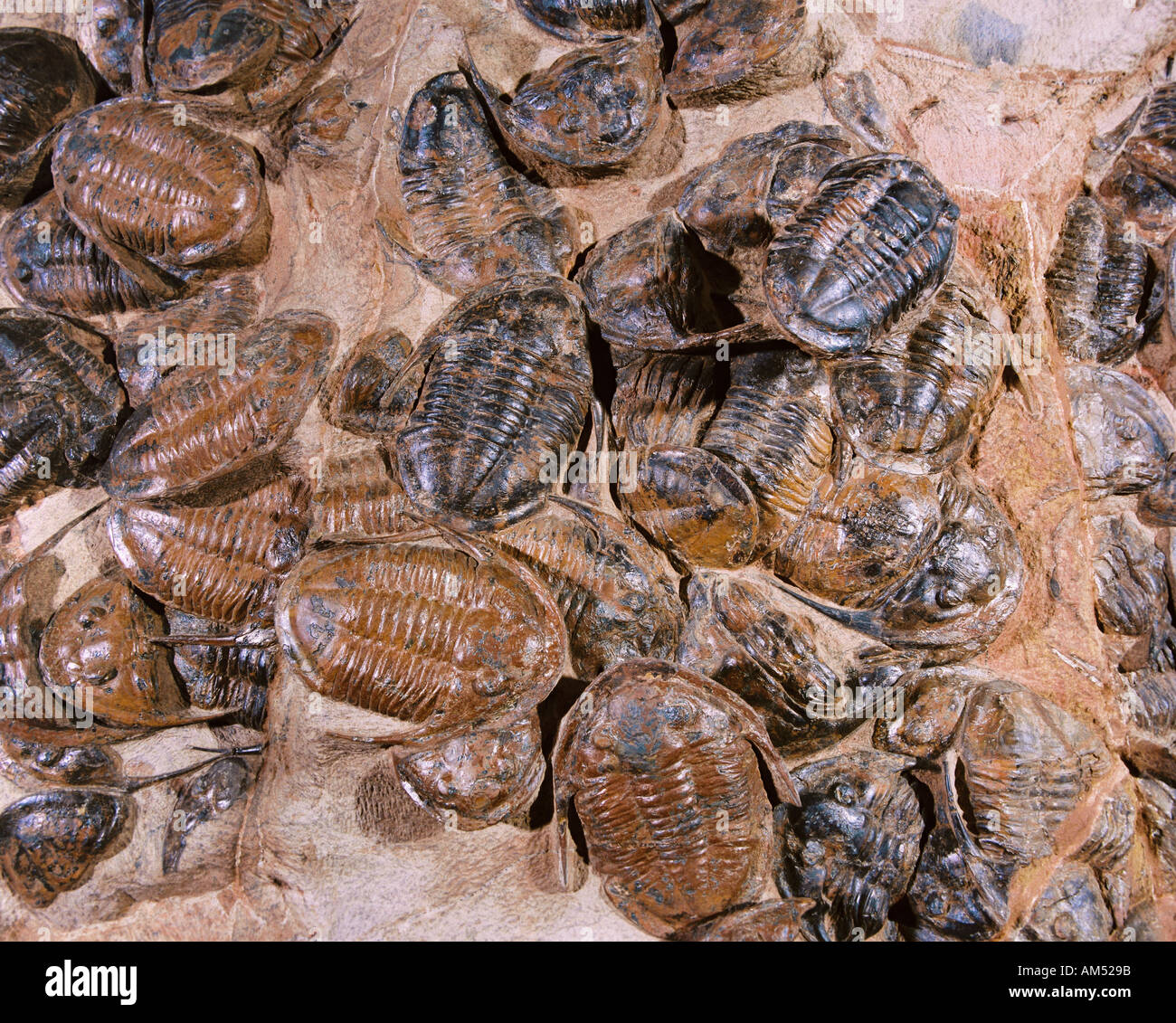 Trilobites hi-res stock photography and images - Alamy