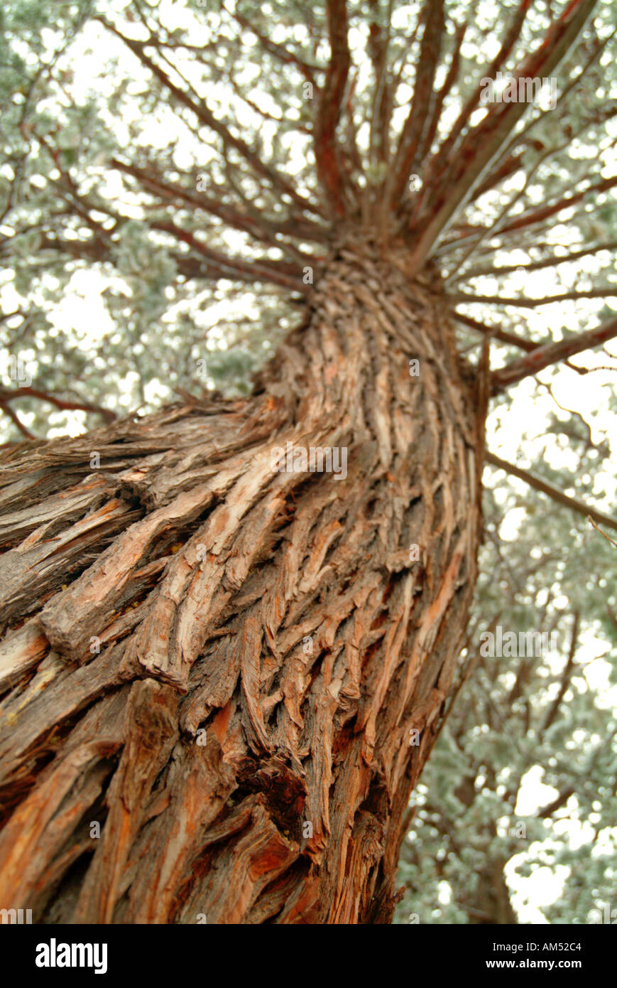 looking up along the trunk of a tall pine tree Stock Photo - Alamy