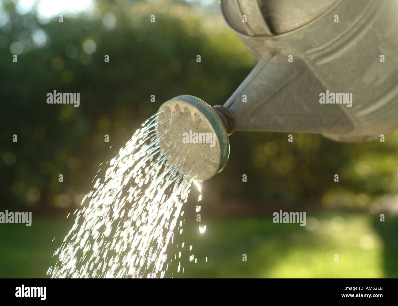 Watering Can Pouring Water on a garden Stock Photo - Alamy