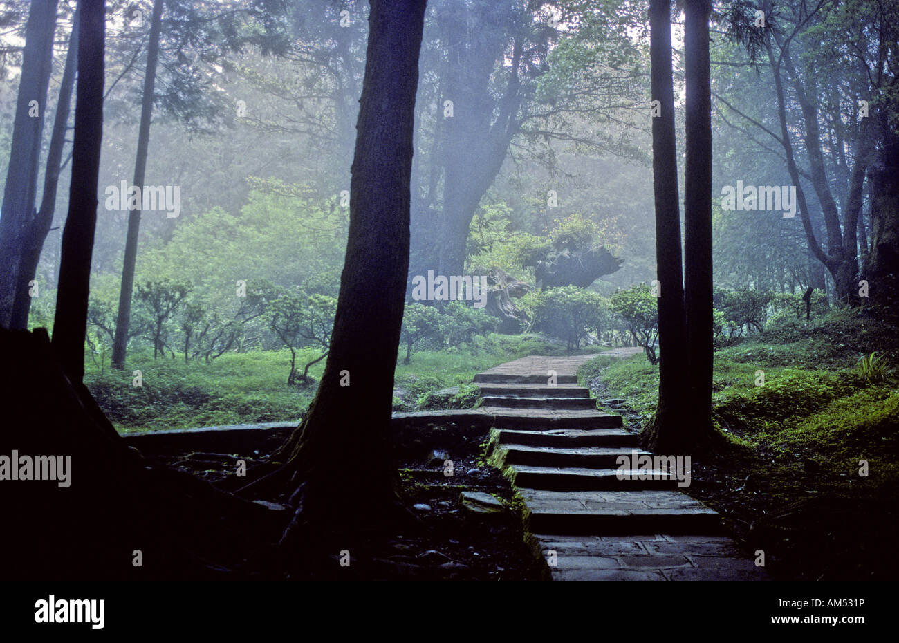 Alishan forest National Park Taiwan Stock Photo - Alamy