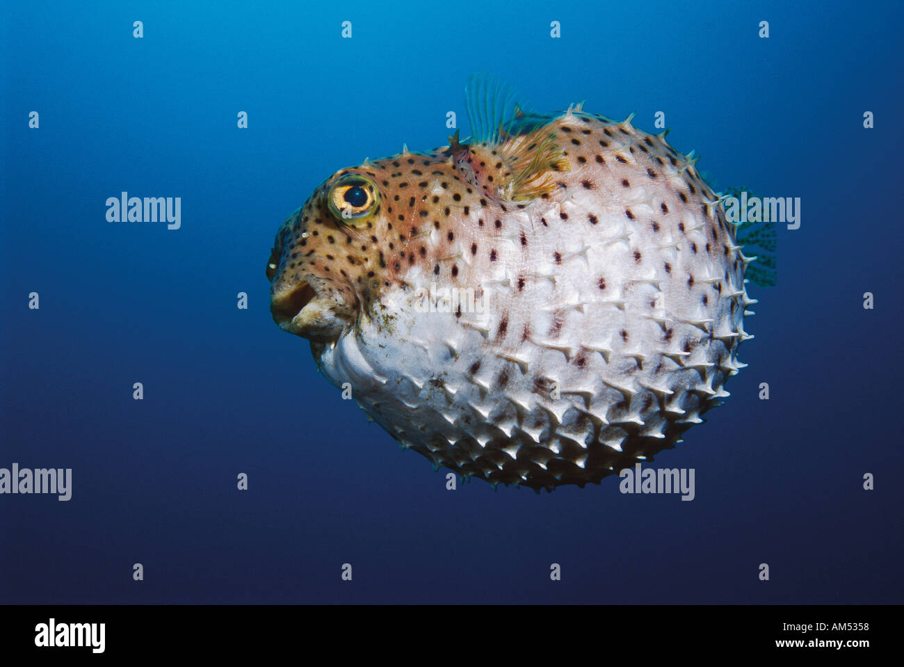 Inflated porcupinefish in open sea attempts to scare away a predator ...