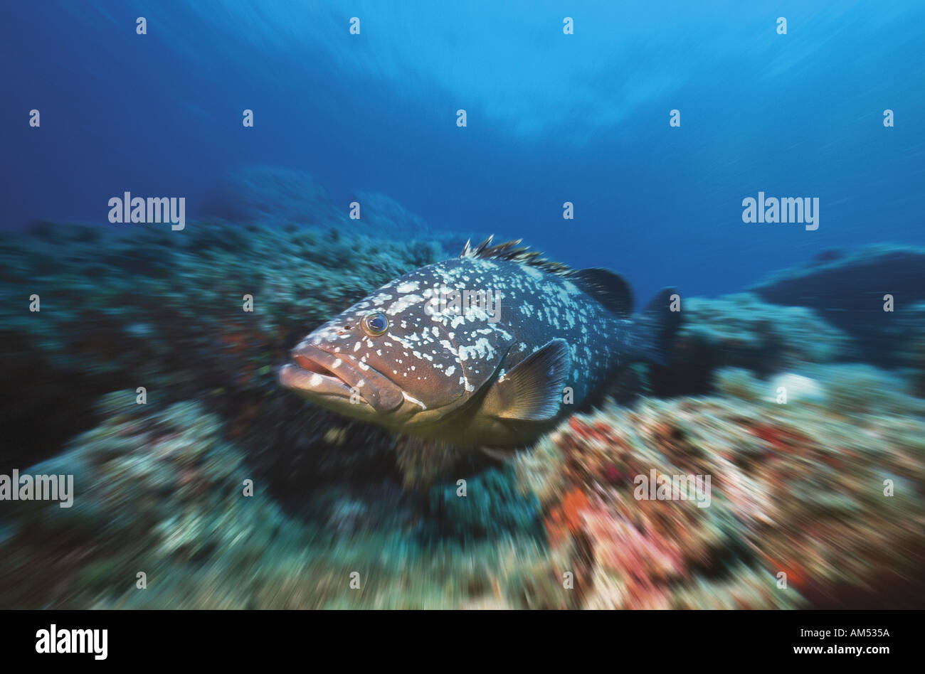 Big grouper swimming in hi-res stock photography and images - Alamy