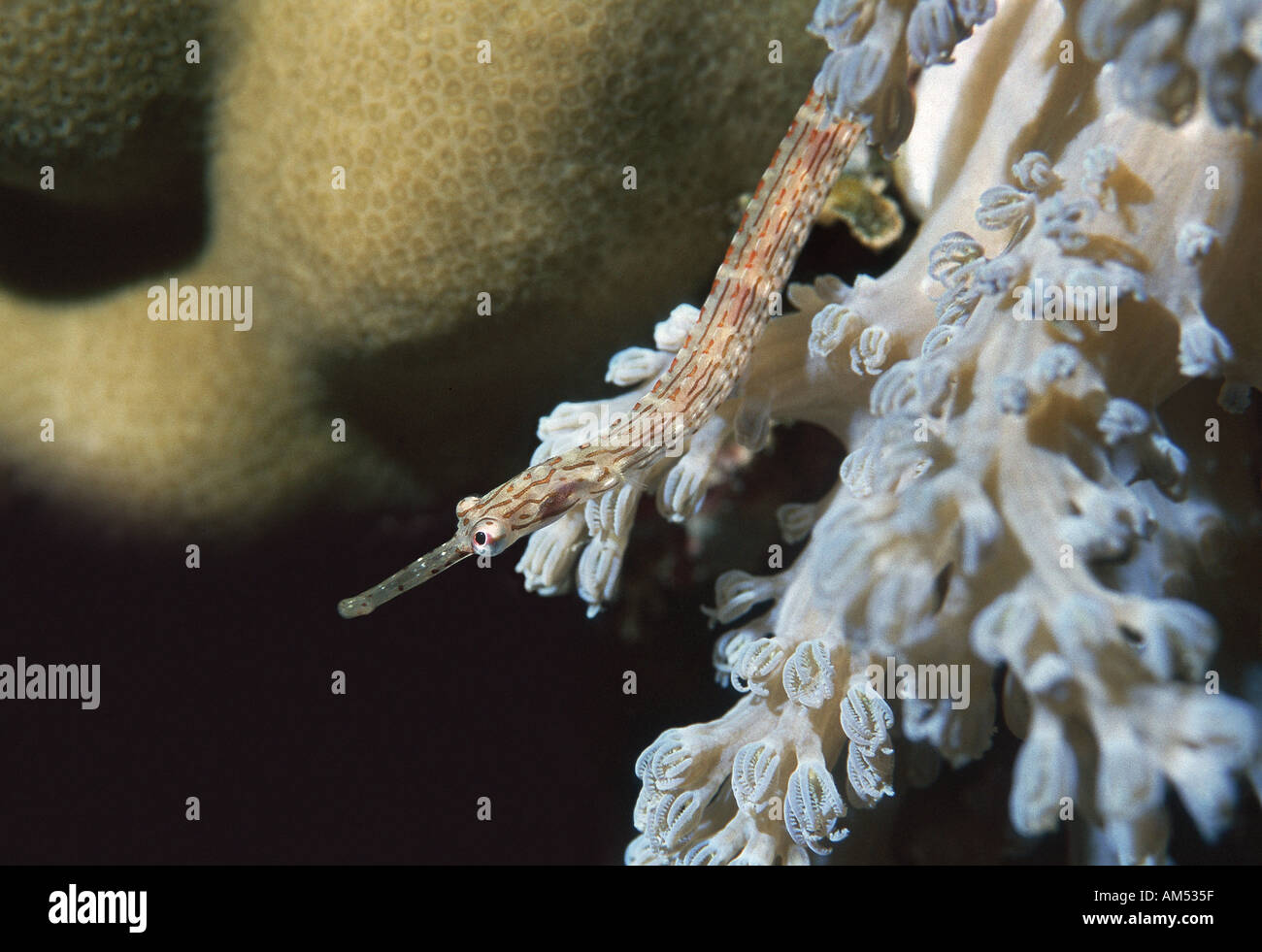 Close up of a pipefish hidden in coral Stock Photo - Alamy