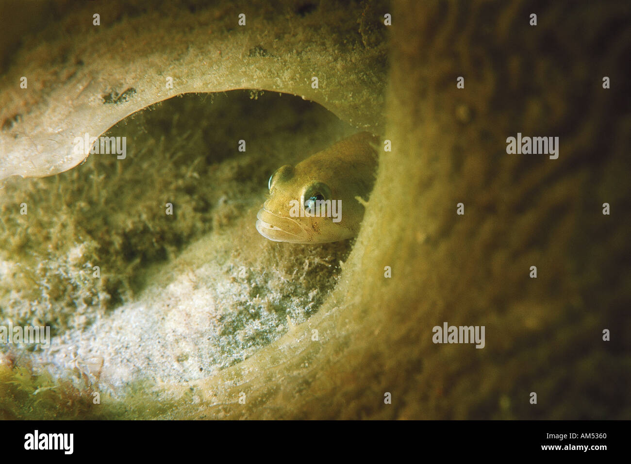 Mimetic fish hi-res stock photography and images - Alamy