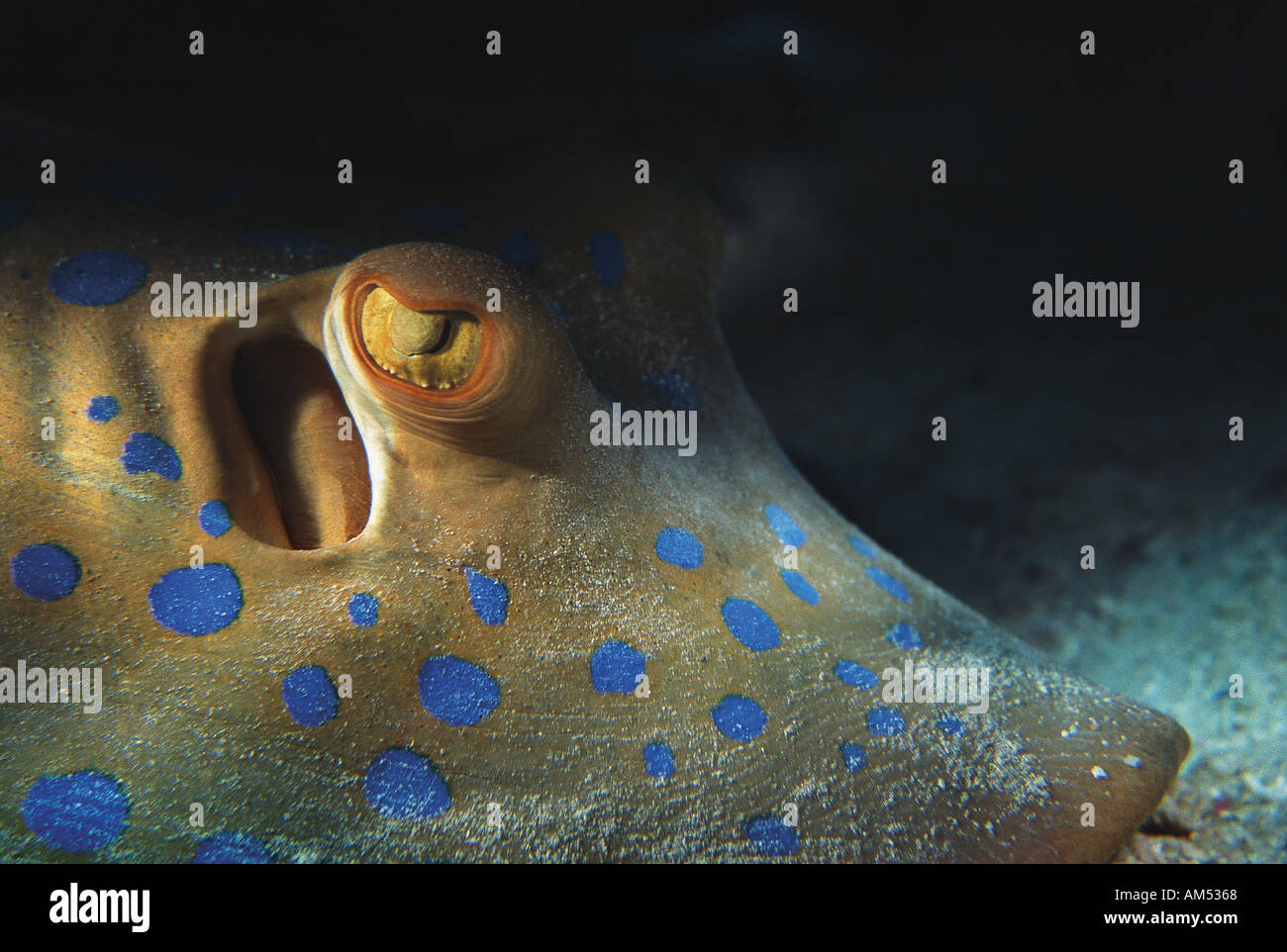 Blue spot stingray hi-res stock photography and images - Alamy