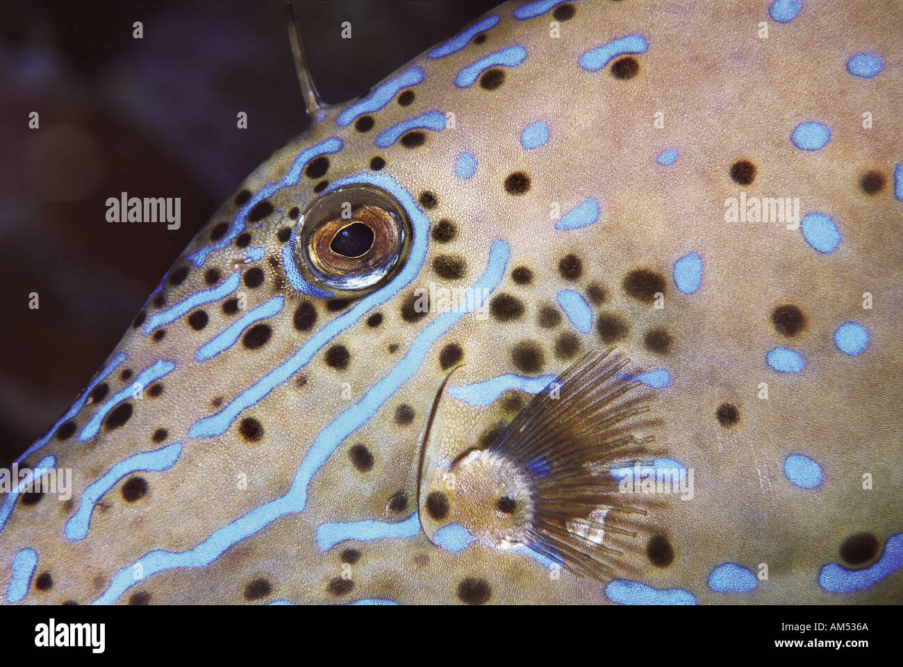 Filefish island marine hi-res stock photography and images - Alamy