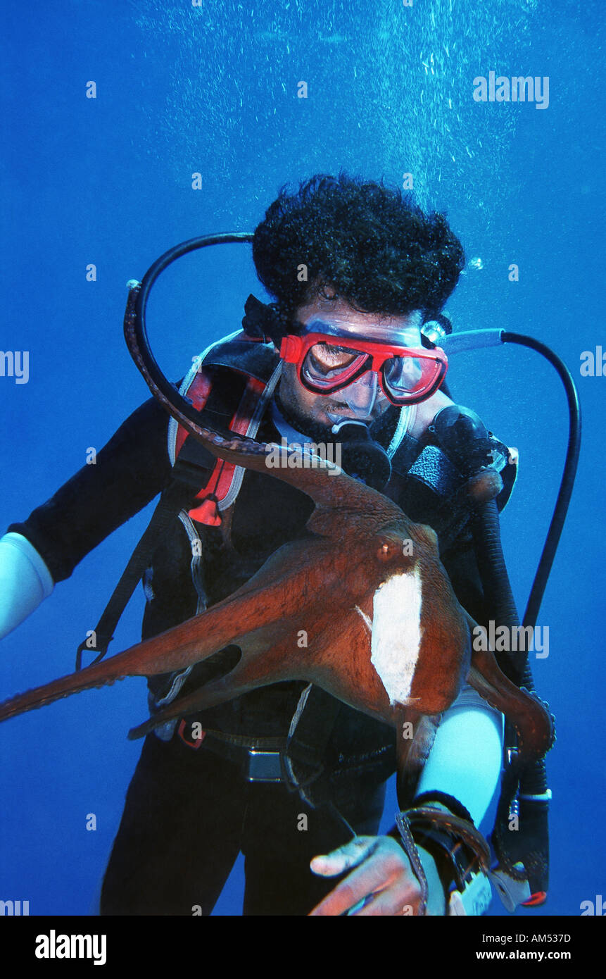 Common octopuses octopus vulgaris hi-res stock photography and images ...