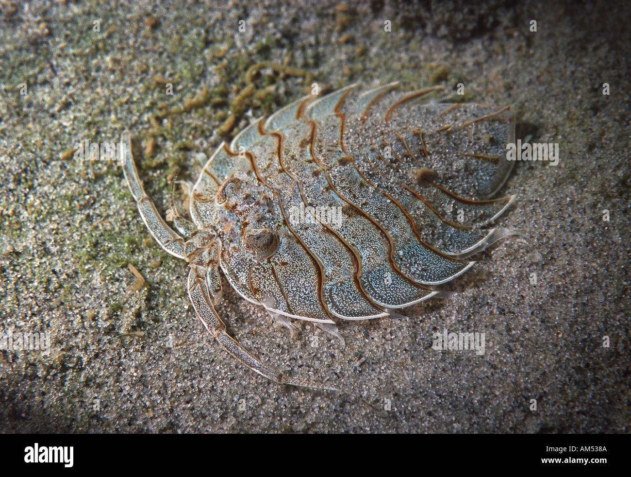 isopod on the seabed Stock Photo - Alamy