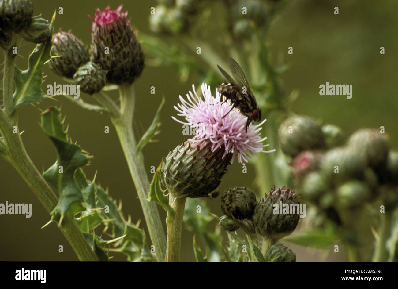 Common house fly on a stemless thistle Stock Photo - Alamy