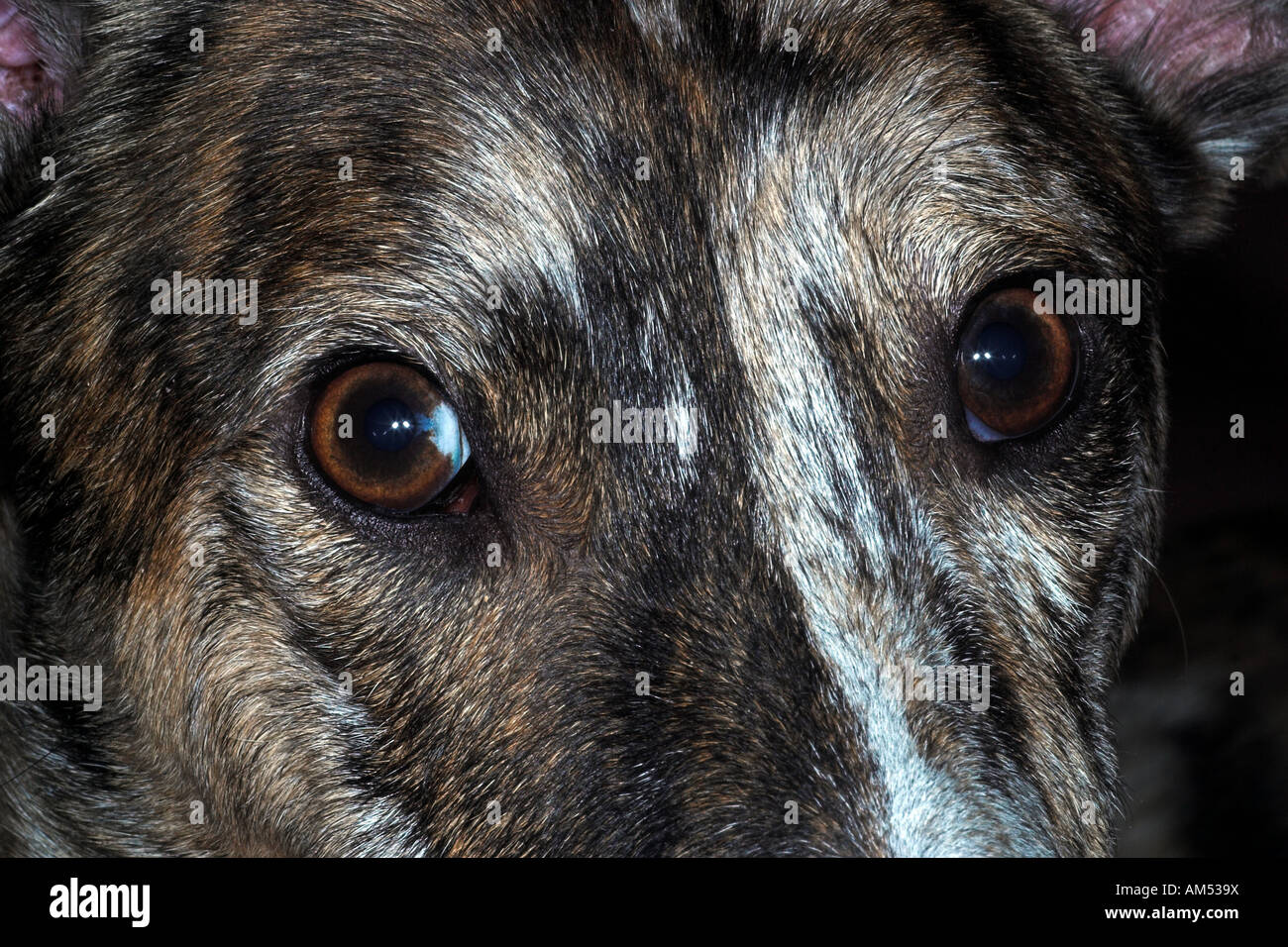 Close up of lurchers face Stock Photo - Alamy