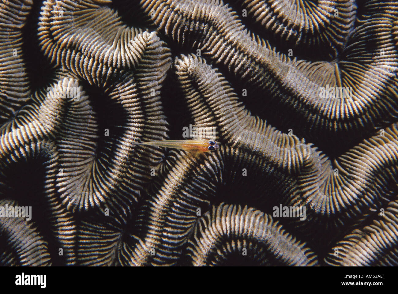 Labyrinthine brain hi-res stock photography and images - Alamy