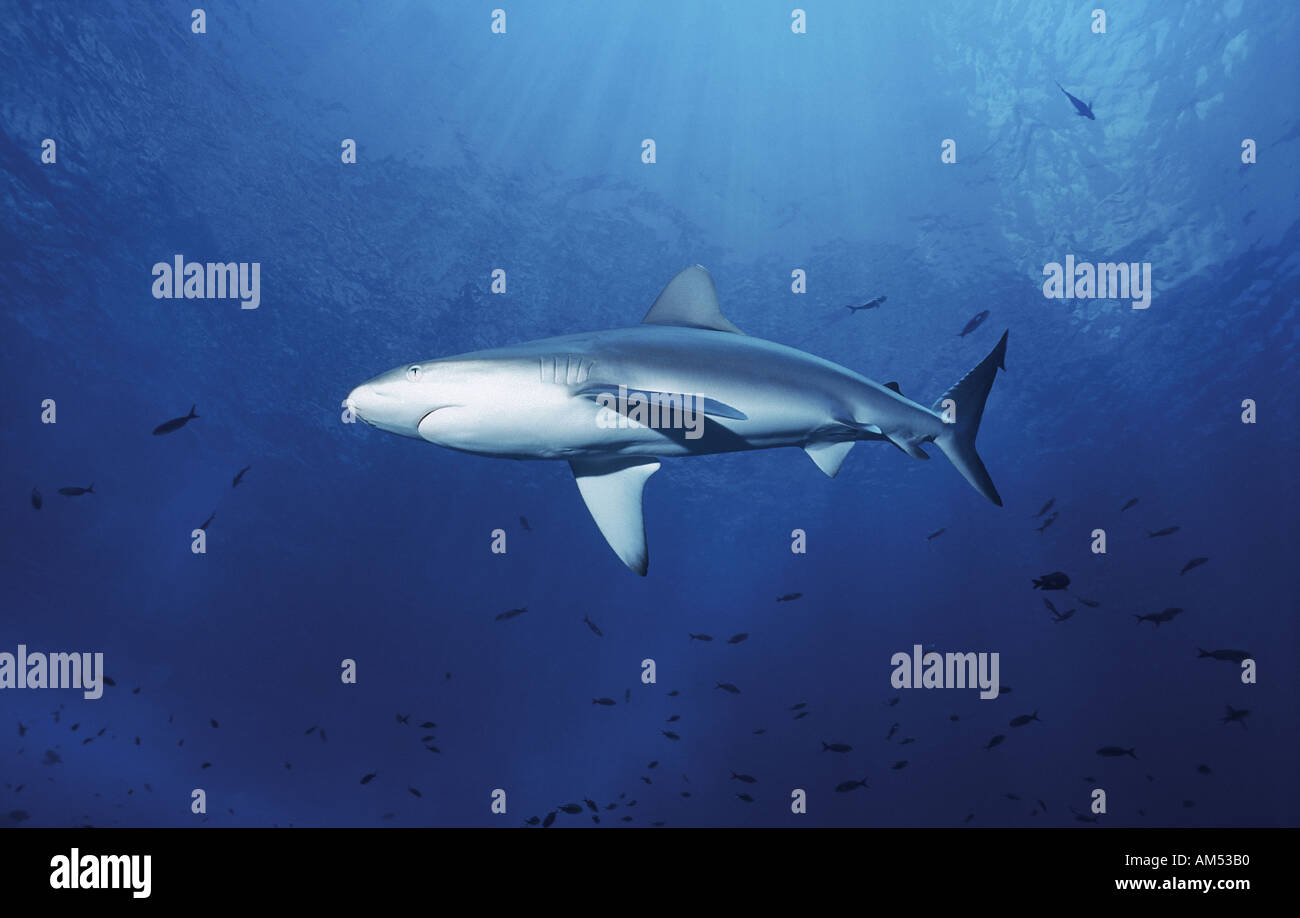 Shark dorsal fins hi-res stock photography and images - Alamy