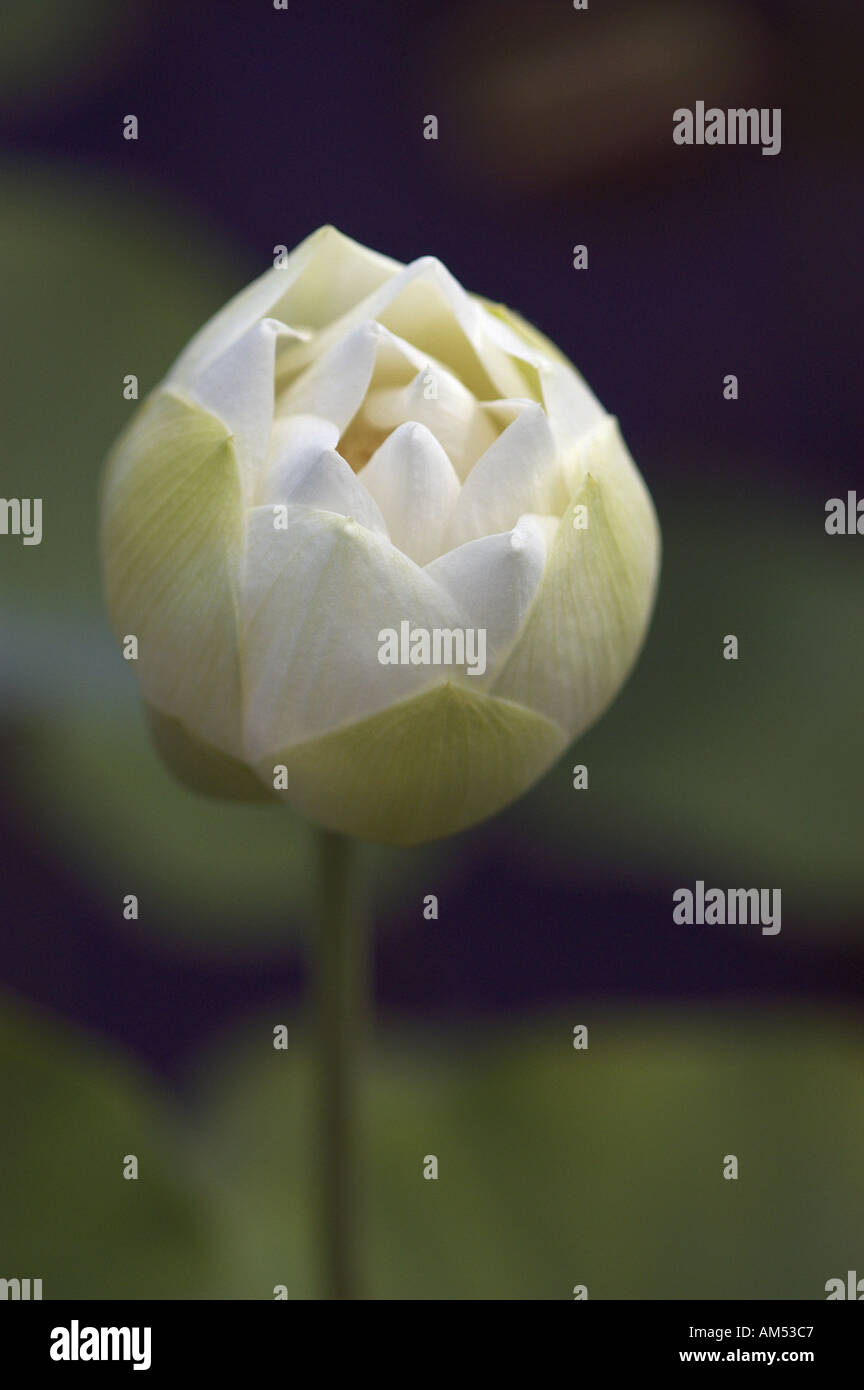 lotus flower view from above Stock Photo - Alamy