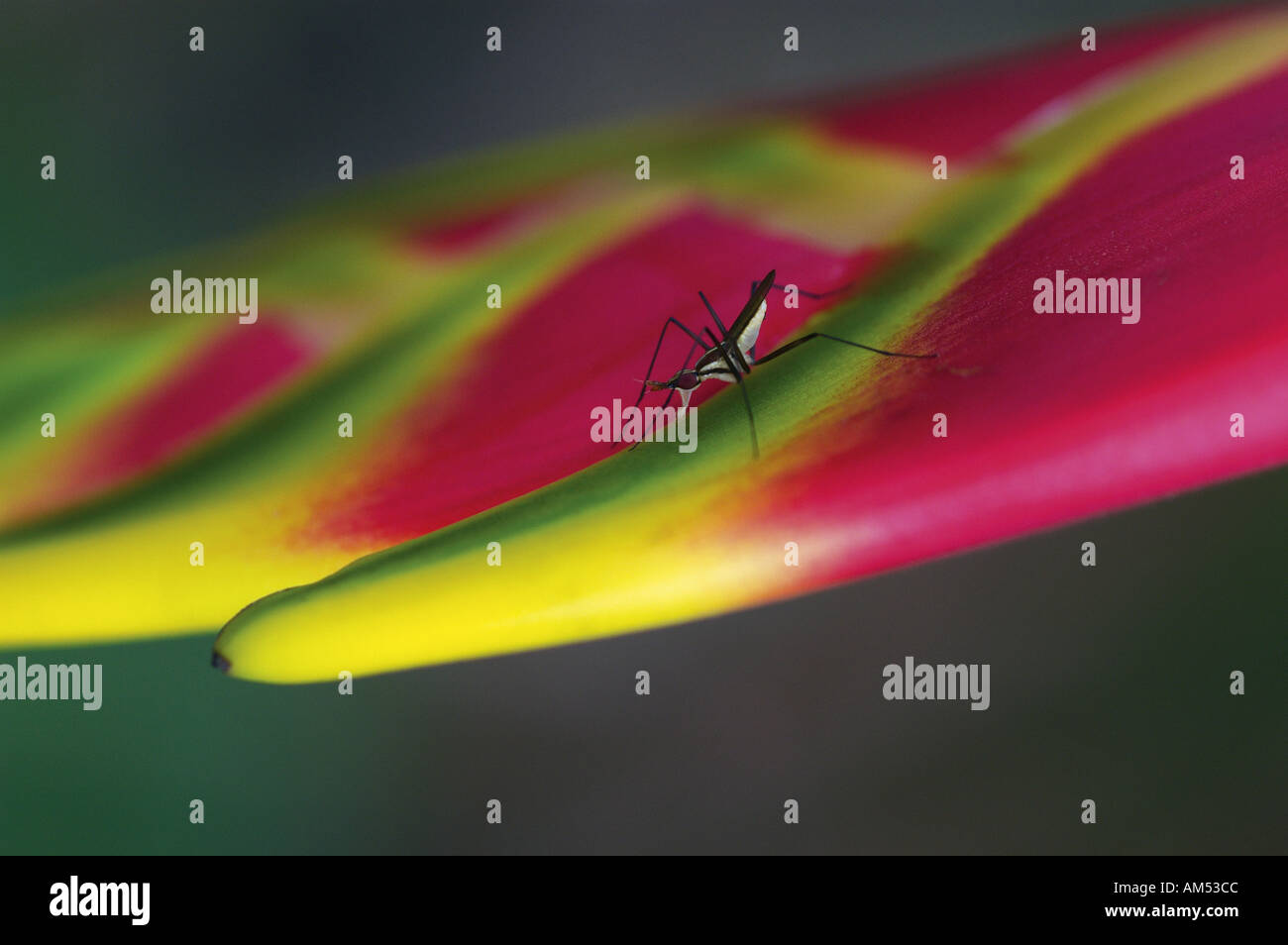 Mosquitoes on the flower hi-res stock photography and images - Alamy