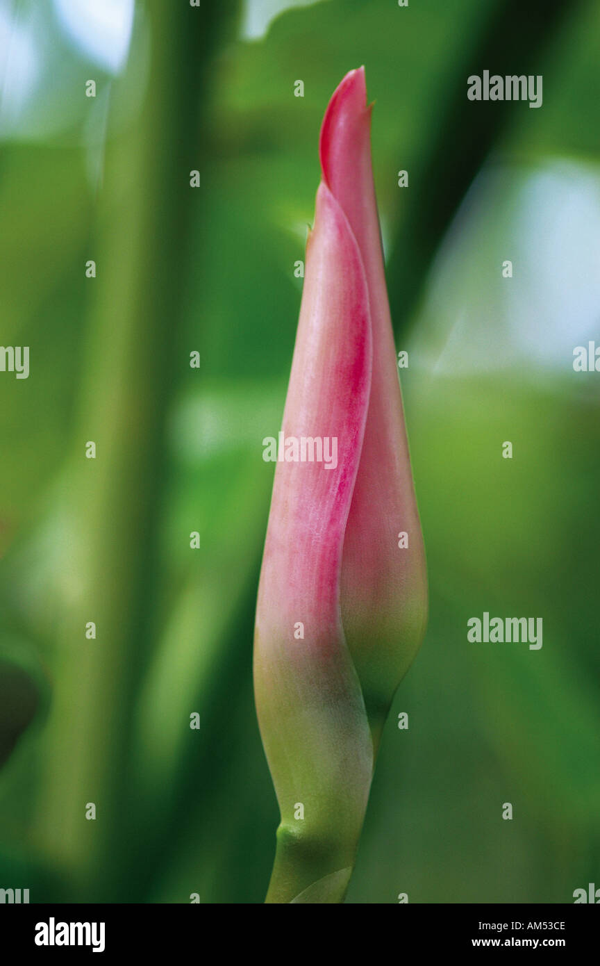Torch ginger bud hi-res stock photography and images - Alamy