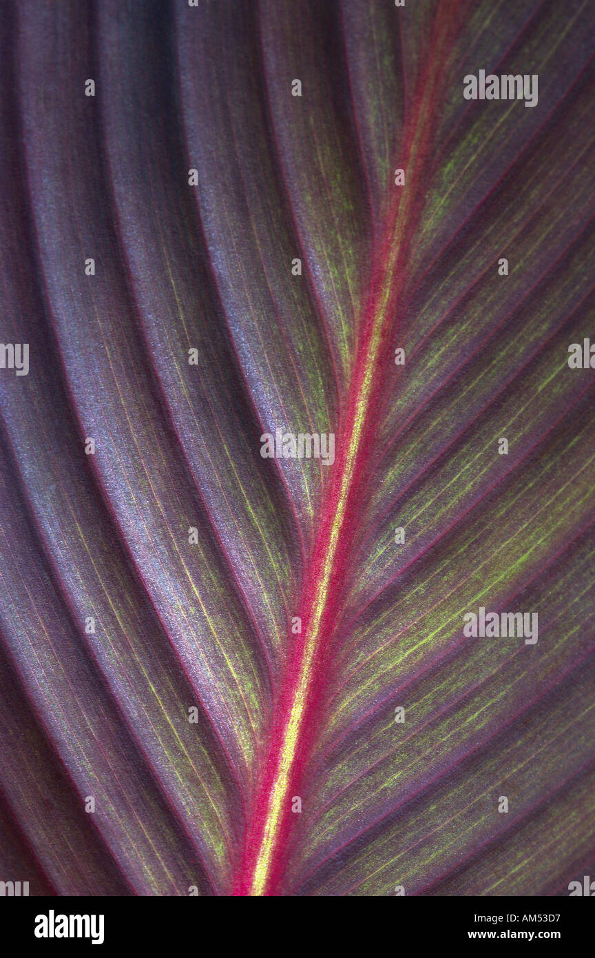 Leaf shaped structure hi-res stock photography and images - Alamy