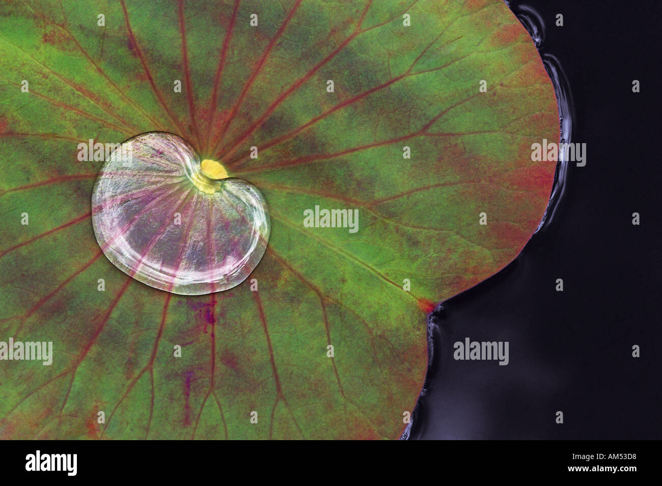 Leaf shaped structure hi-res stock photography and images - Alamy