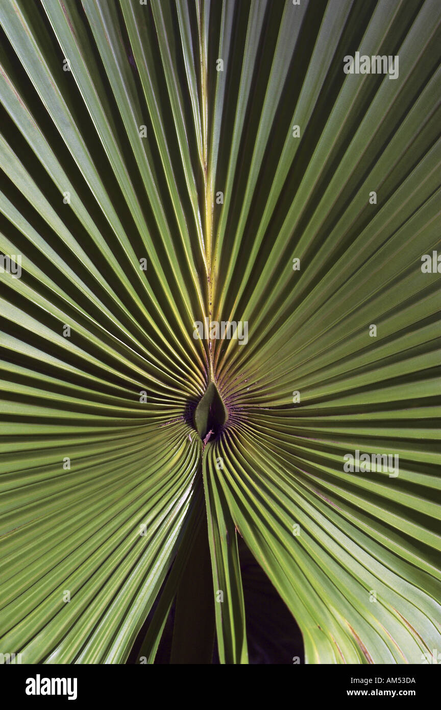 Fan shaped leaf hi-res stock photography and images - Alamy