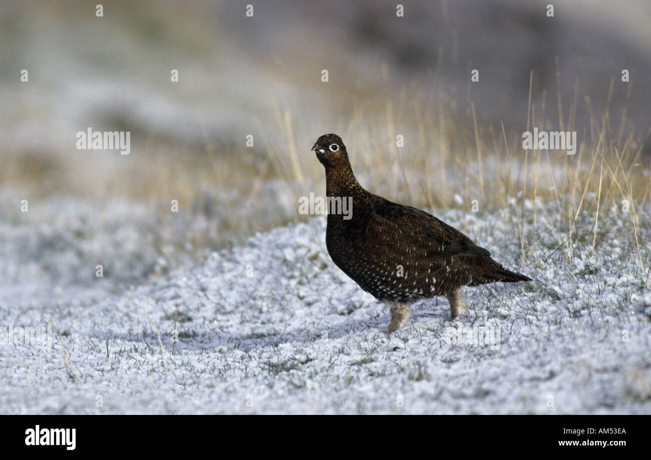 Red grouse in snow Scotland Stock Photo - Alamy