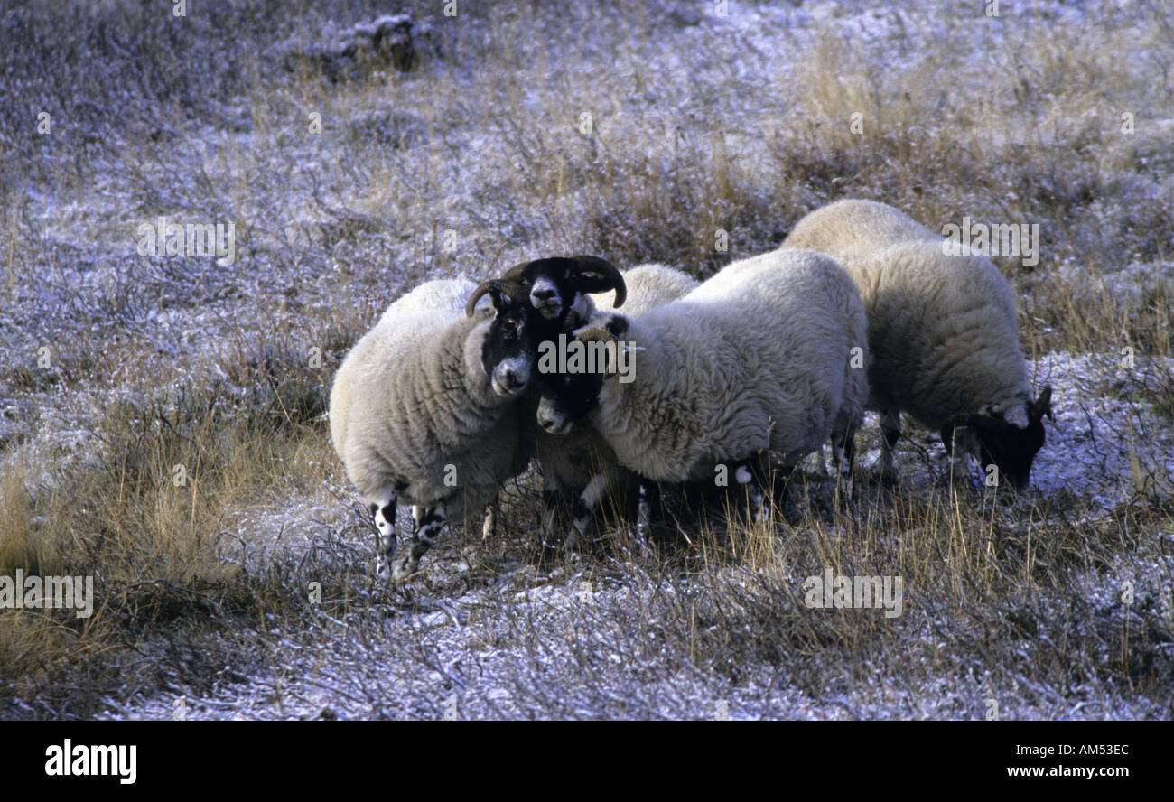 Fighting sheep uk hi-res stock photography and images - Alamy