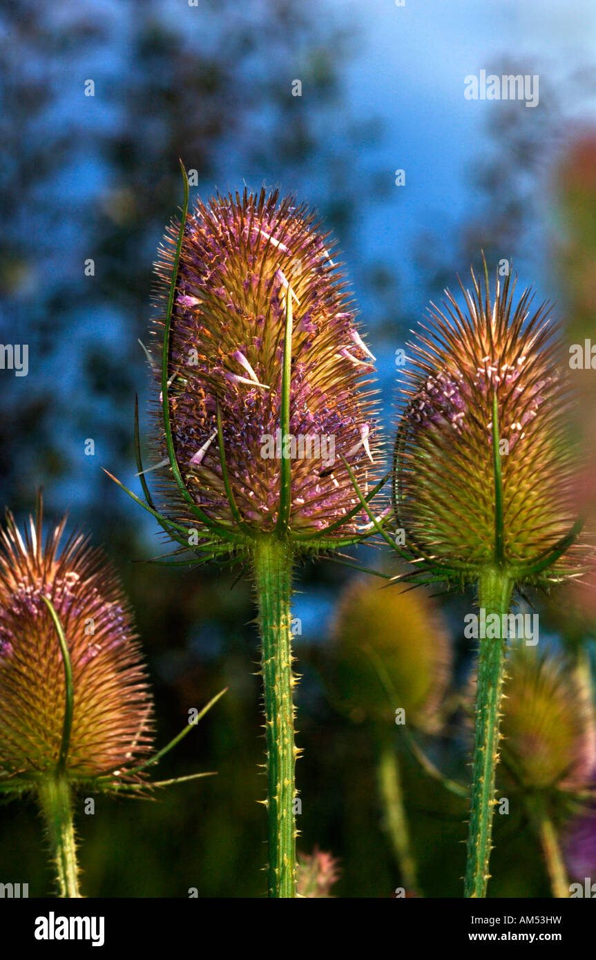 Teasel.(Dipsacus Fullonum).Biennial Flowers Stock Photo - Alamy