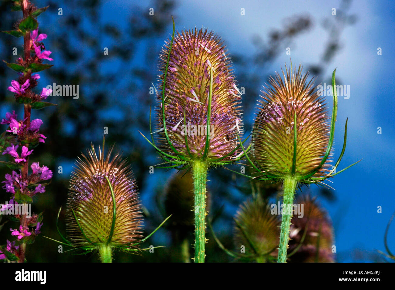 Teasel.(Dipsacus Fullonum).Biennial Flowers Stock Photo - Alamy