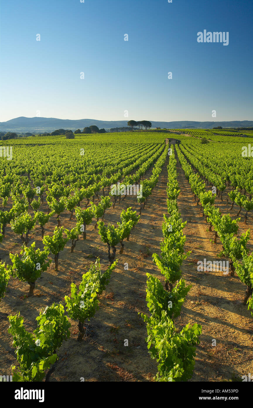 a vineyard nr Gignac l Herault valley Languedoc France NR Stock Photo ...