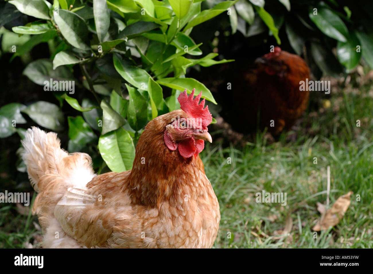 Two hens on La Gomera These two hens are looking for food in a garden ...