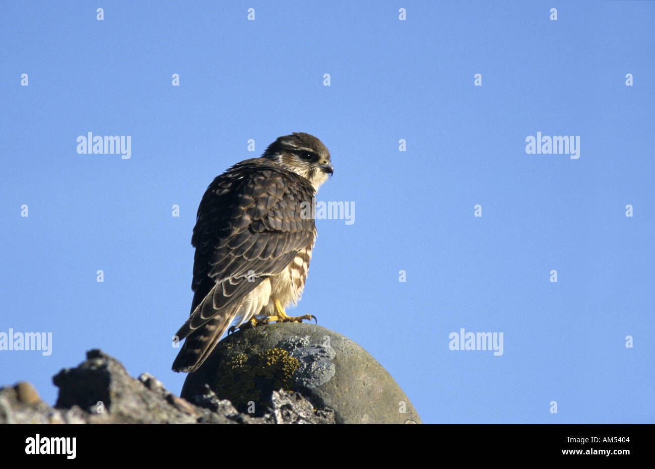 Female Merlin perched on wall at South Walney Island reserve in Cumbria ...