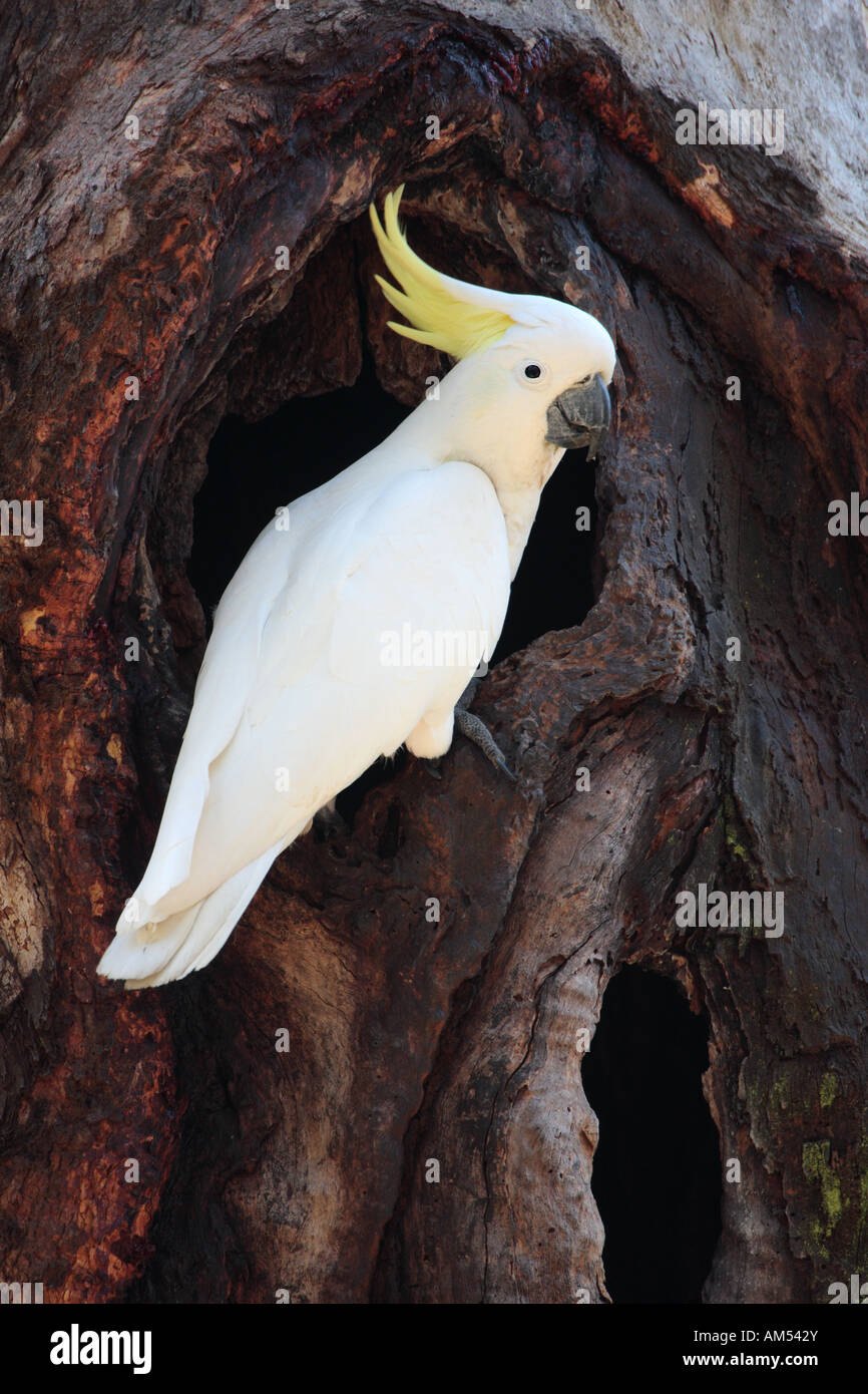 Sulphur crested cockatoo, cacatua galerita, single adult outside a nest ...