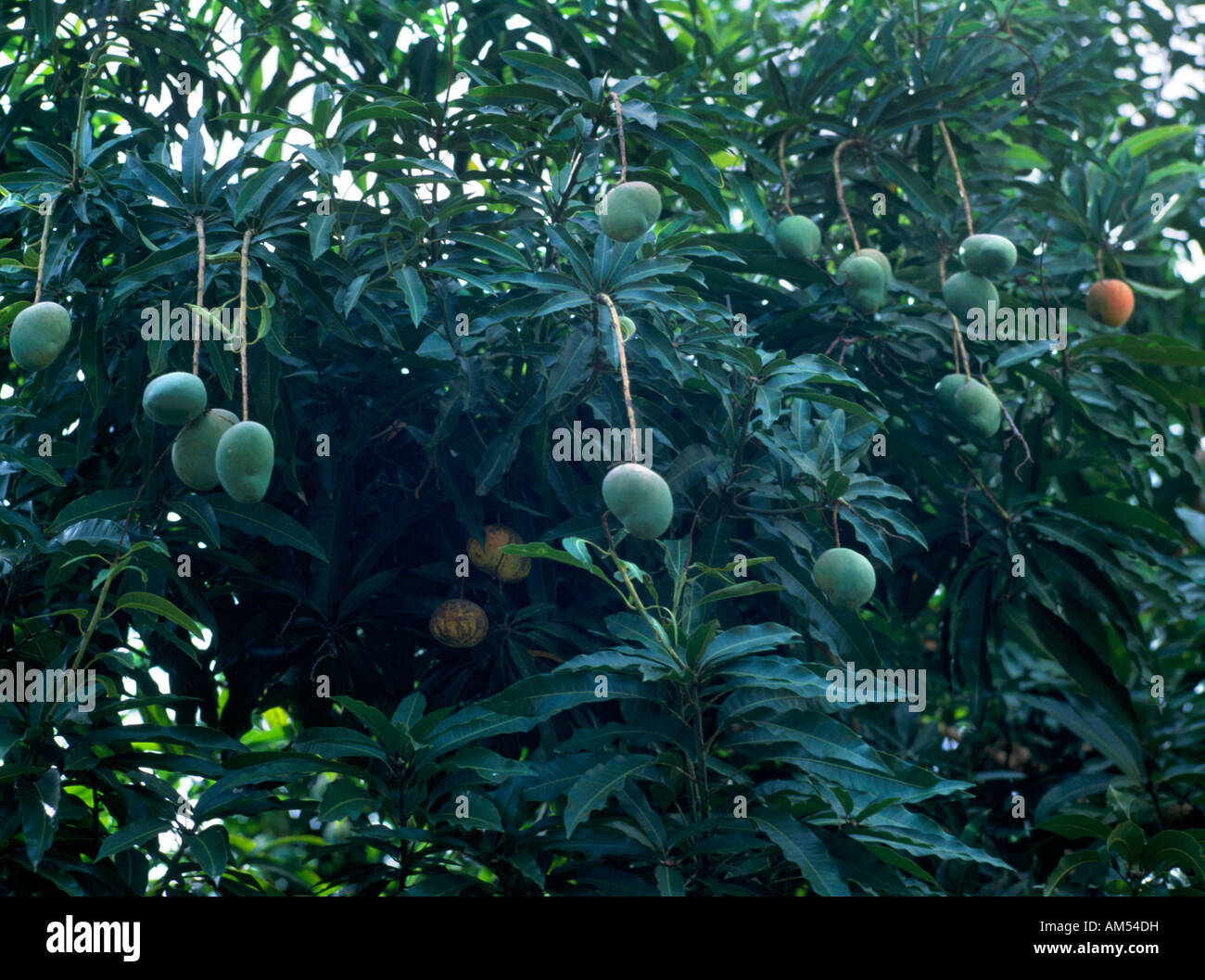 Mango tree Tobago Stock Photo - Alamy