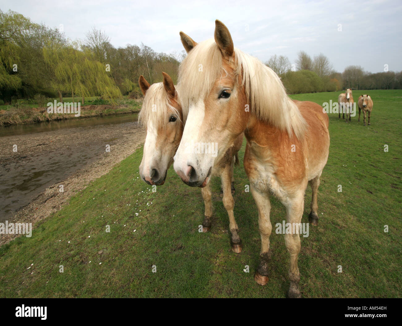 Horse foal uk stud hi-res stock photography and images - Alamy