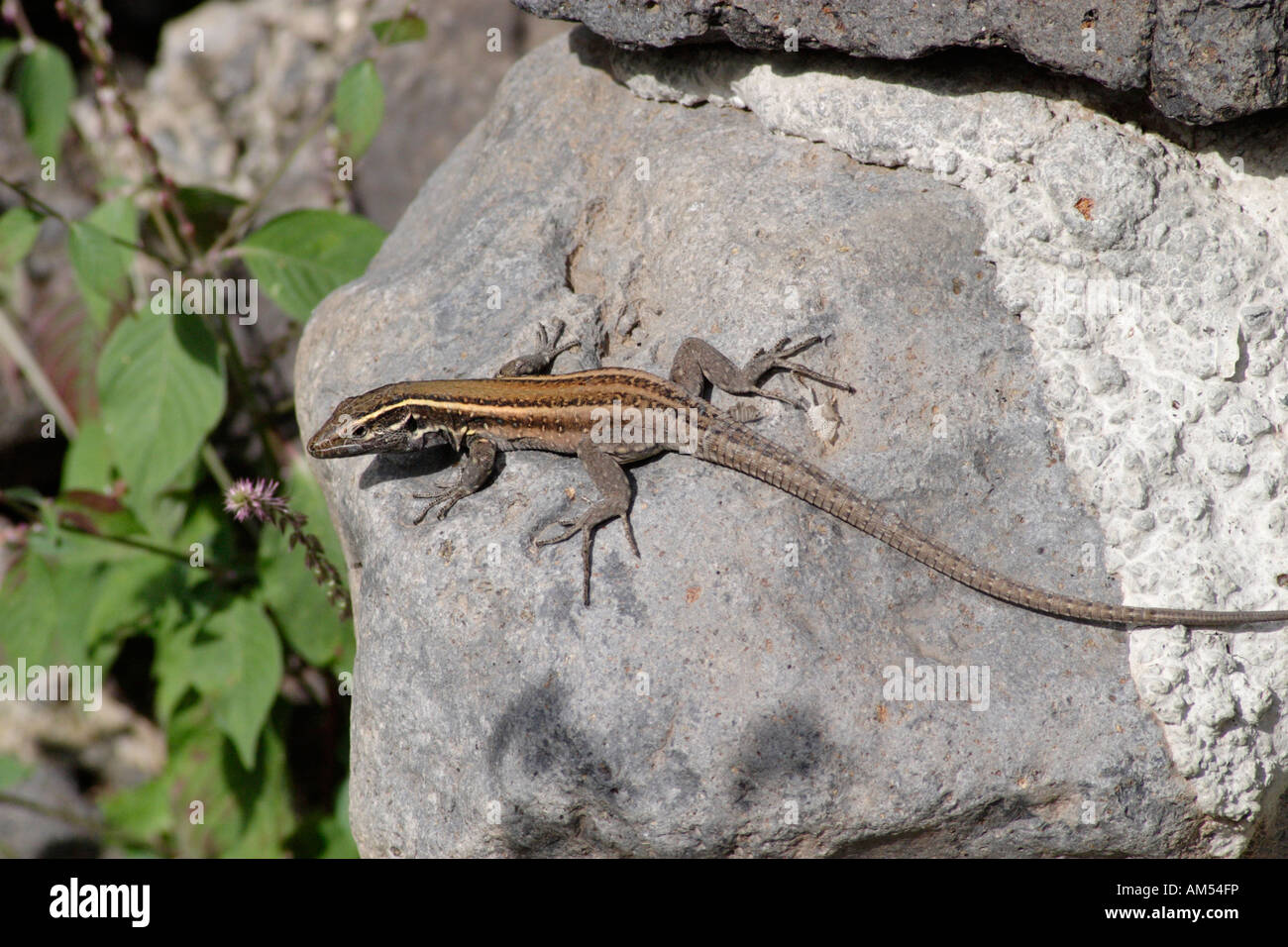 Gallotia caesaris or Boettgers Lizard sunning itself on a wall Stock ...