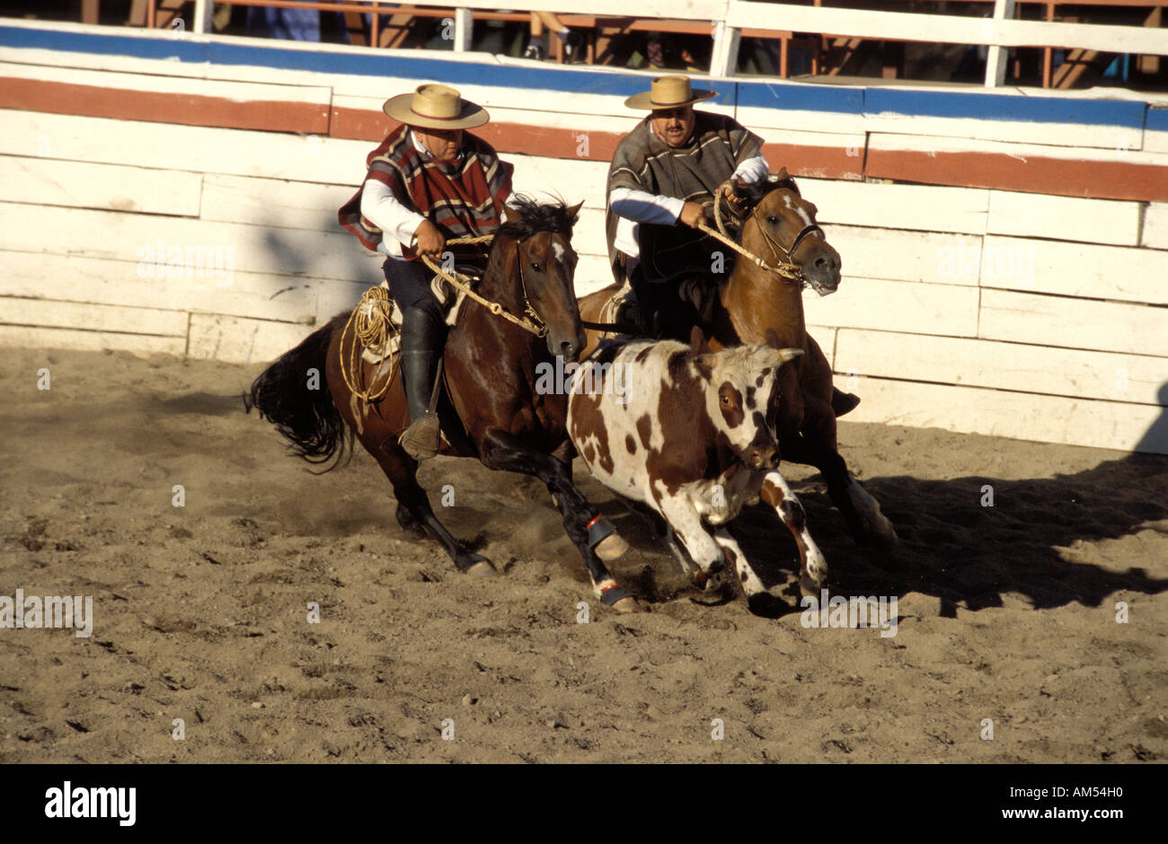 Cow chasing hi-res stock photography and images - Alamy